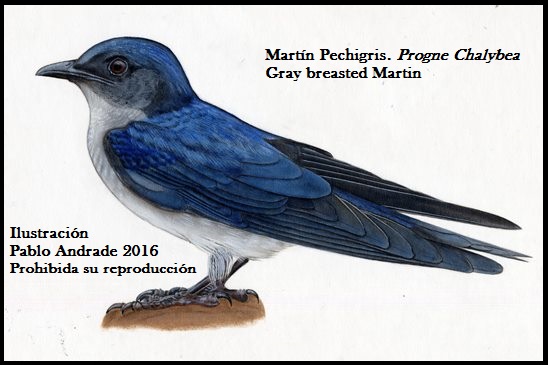 Progne Chalybea, MartÃ­n Pechigris Aves de Loja - Exploraves